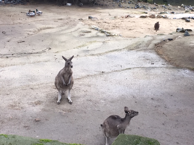 PHOTOS | ZOO Antwerpen – Antwerp Zoo – Trip By Trip