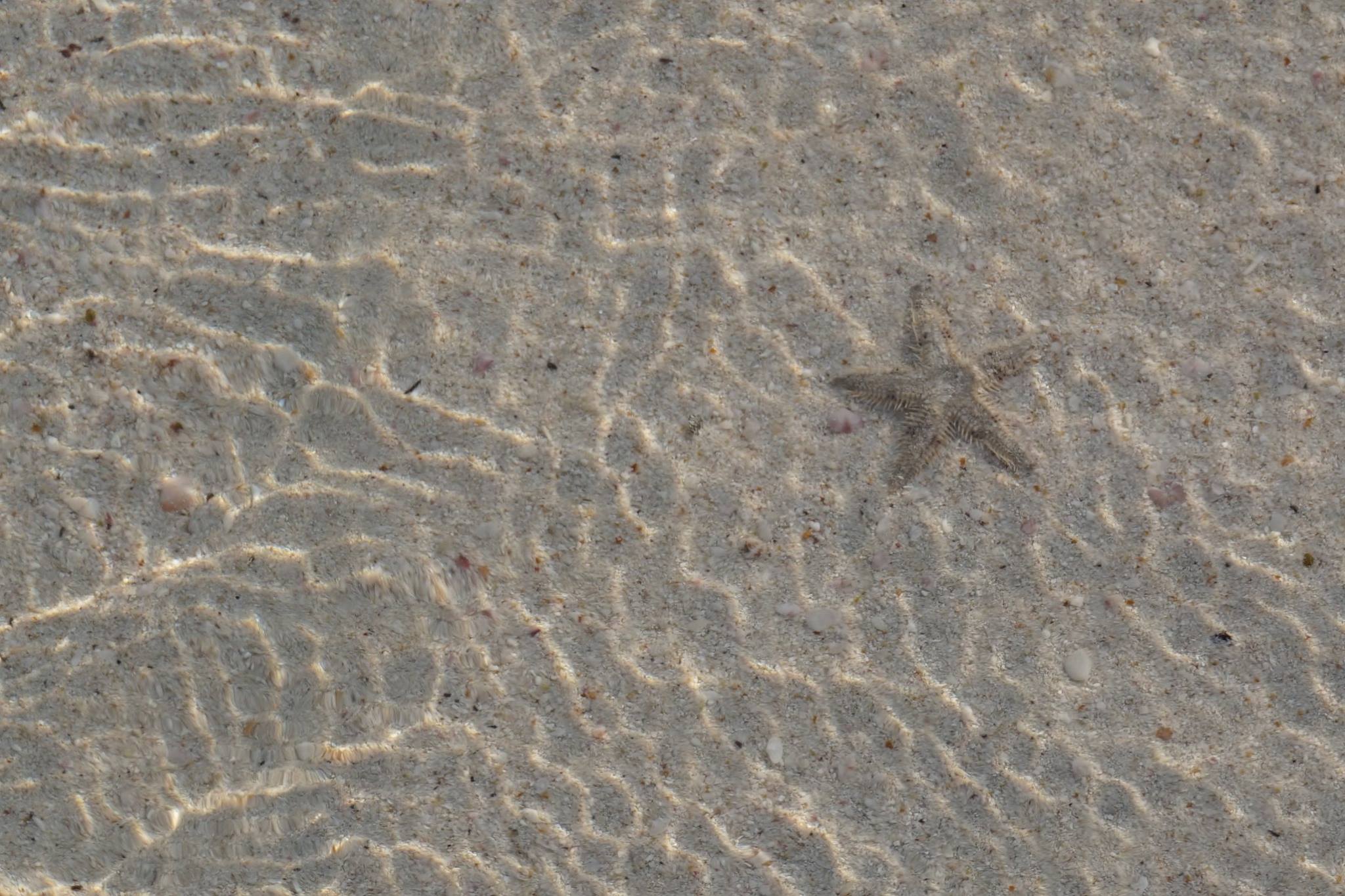 dubai_starfish – Trip By Trip