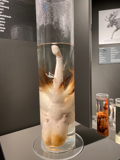 REYKJAVÍK | The Icelandic Phallological Museum – Trip By Trip